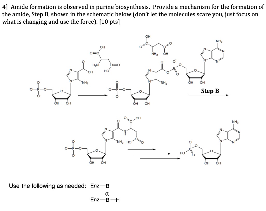 4 amide formation is observed in purine biosynthesis provide a ...