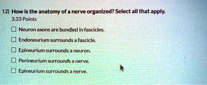 12) How is the anatomy of a nerve organized? Select all that apply. 3. ...