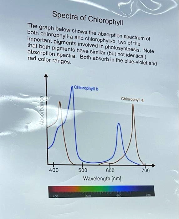 SOLVED: Spectra of Chlorophyll. The graph below shows the absorption ...