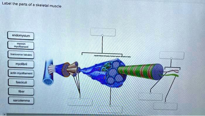 Label the parts of a skeletal muscle endomysium myosin myofilament ...