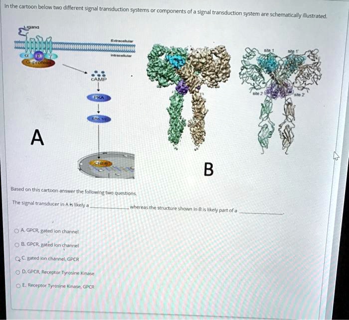 in the cartoon below two different signal transduction systems ...
