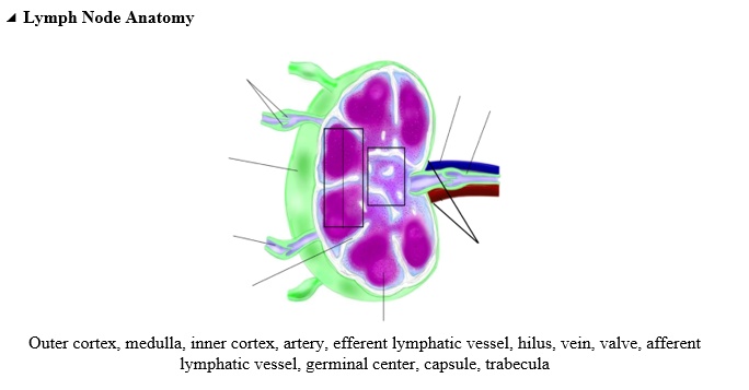 Solved Lymph Node Anatomy Outer Cortex Medulla Inner Cortex Artery Efferent Lymphatic