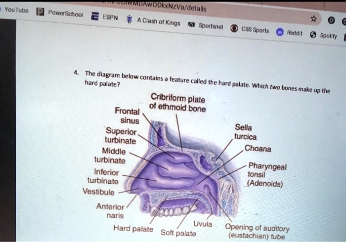 SOLVED: The diagram below contains a feature called the hard palate ...