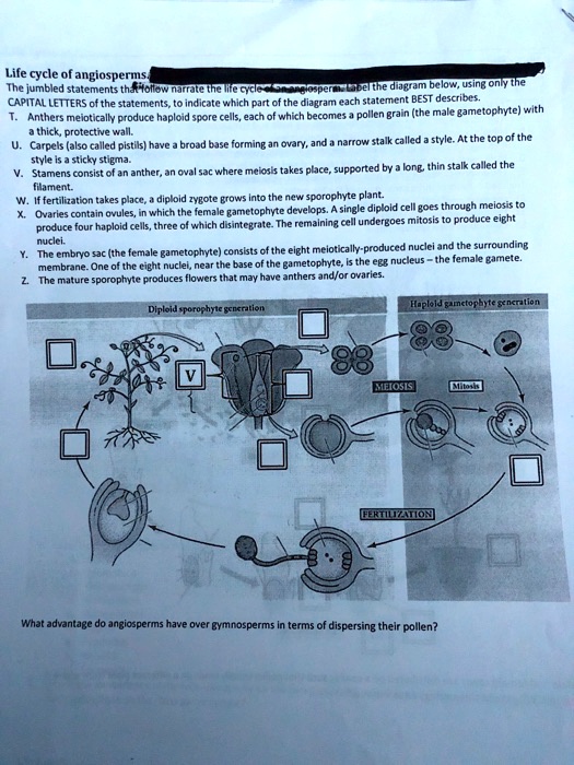 life cycle of angiosperms the jumbled statements thartollow narrate the ...