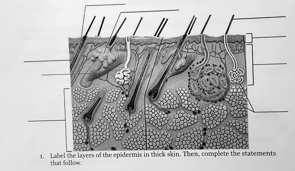 1. Label the layers of the epidermis in thick skin. Then, complete the ...