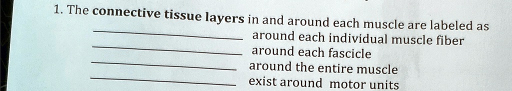 1. The connective tissue layers in and around each muscle are labeled ...