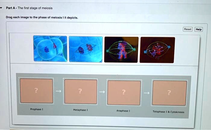 Part A - The first stage of meiosis Drag each image to the...
