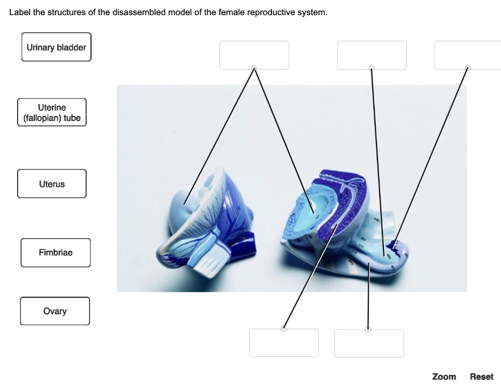 Label the structures of the disassembled model of the female ...