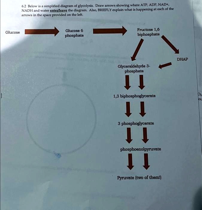 SOLVED: 6.2 Below is a simplified diagram of glycolysis. Draw arrows ...