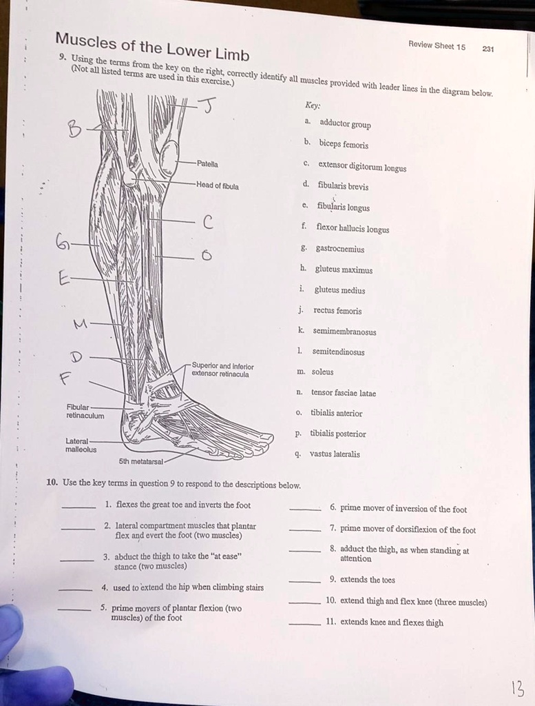 just the bottom section muscles of the lower limb not all listed terms are used in this exercise ...