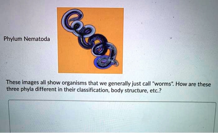 SOLVED: Phylum Nematoda These images all show organisms that we ...