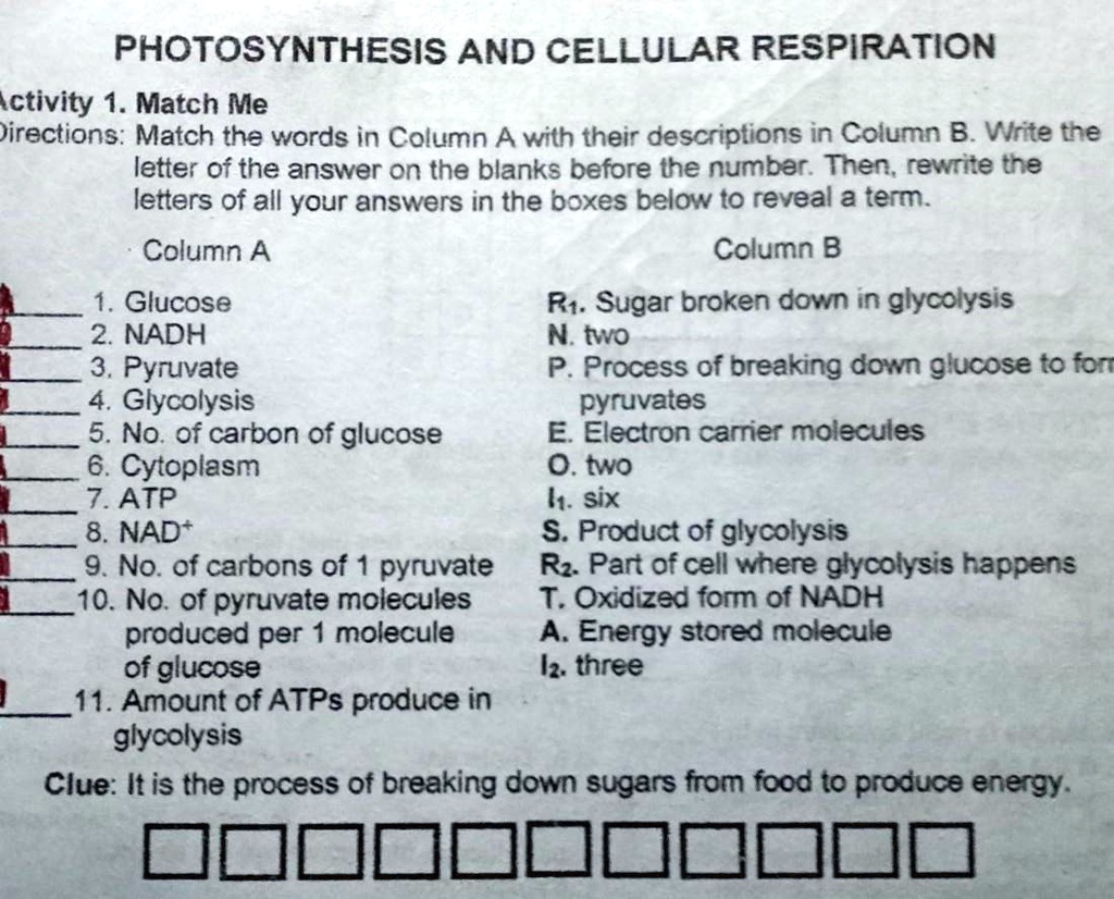 SOLVED: PHOTOSYNTHESIS AND CELLULAR RESPIRATION Activity 1. Match Me ...