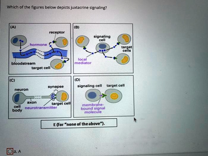 SOLVED: Which ofithe figures below depicts juxtacrine signaling? receptor signaling cell hormone ...