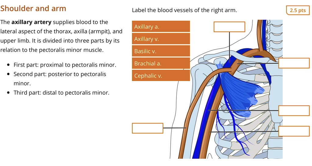 Shoulder and arm Label the blood vessels of the right arm. 2.5 pts The ...