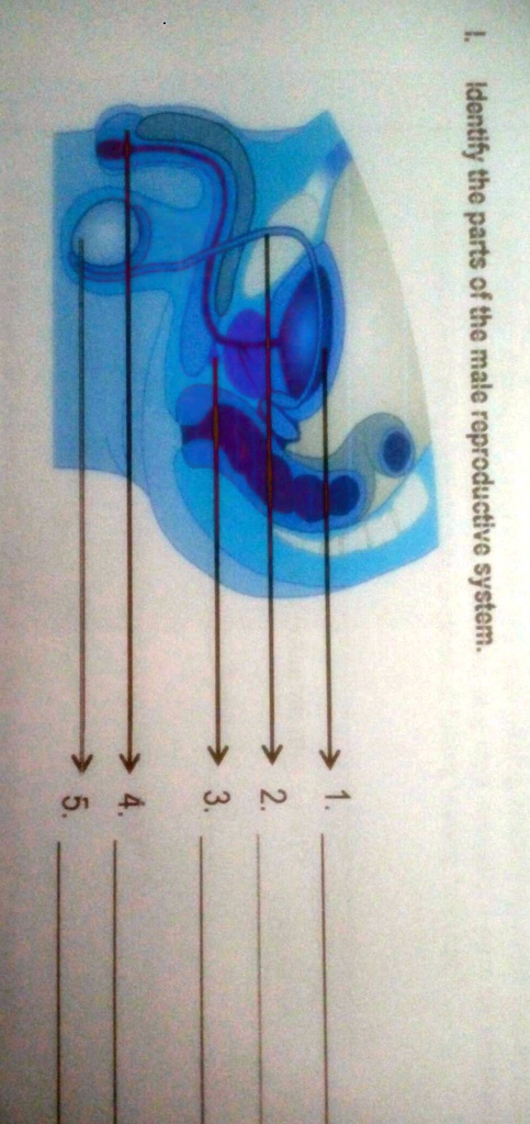 1. Identify the parts of the male reproductive system. 1. 2. 3. 4. 5.