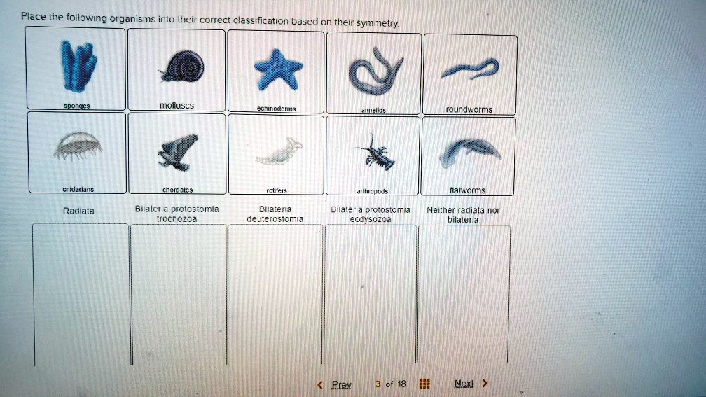 SOLVED: Place the following organisms into their correct classification ...