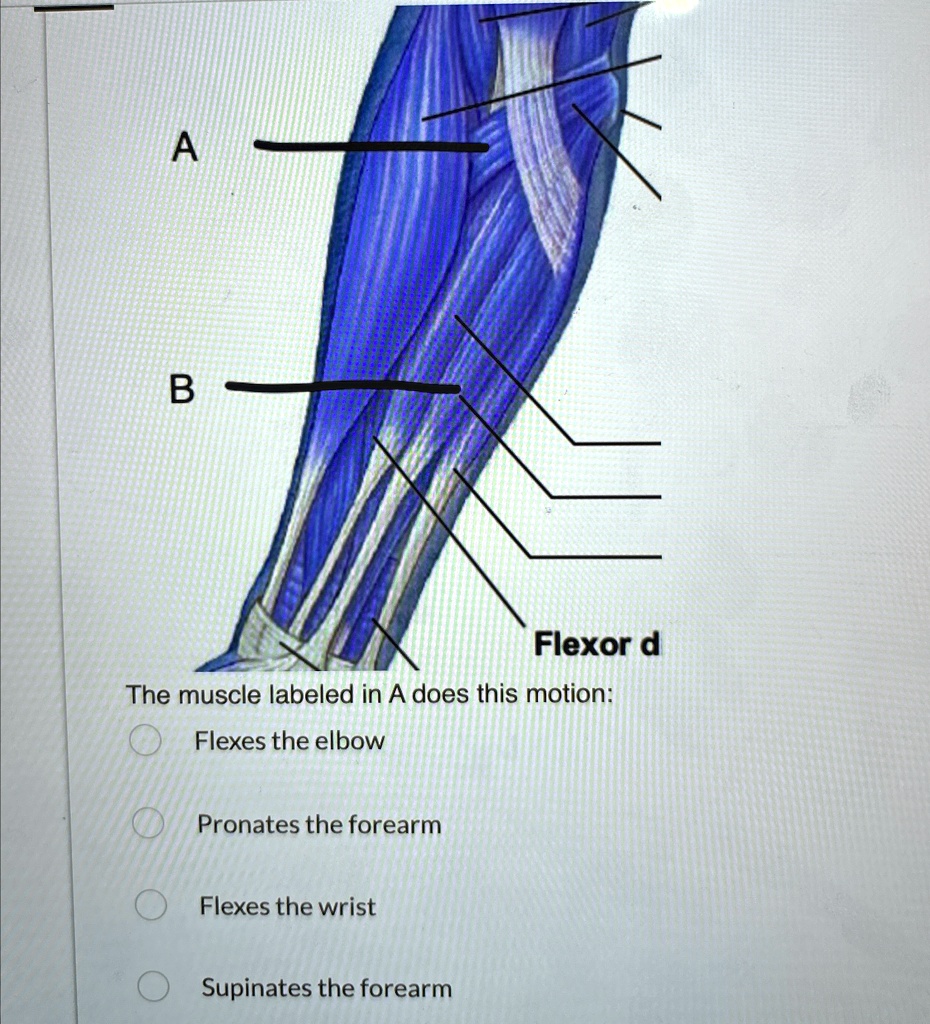 The muscle labeled in A does this motion: Flexes the elbow Pronates the ...