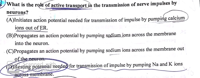 SOLVED: What is the role of active transport in the transmission of nerve impulses by neurons ...