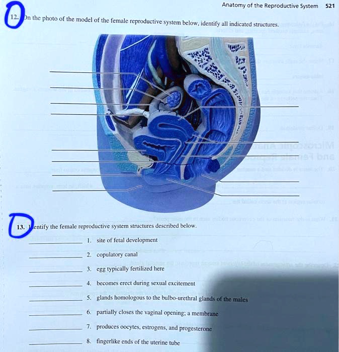 SOLVED: Anatomy of the Reproductive System the photo of the model of ...