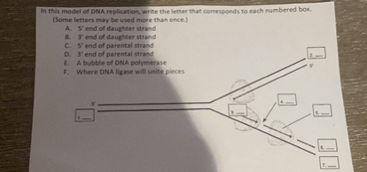 SOLVED: In this model of DNA replication, write the letter that ...