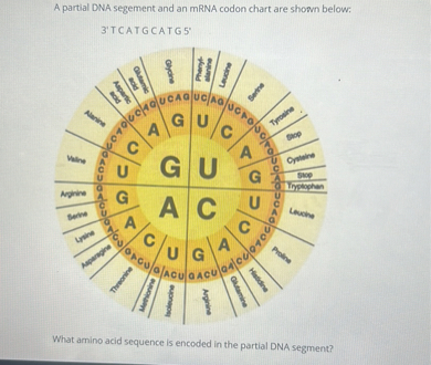 A partial DNA segement and an mRNA codon chart are shown below: 3' TCATGCATG5' What amino acid ...