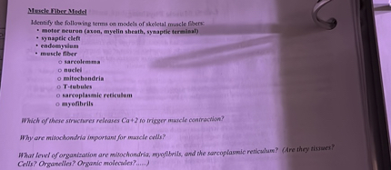 Mrocle Fiber Medel Identify the folloning lerms ce models of skeletal ...