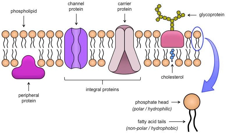 SOLVED: channel protein carrier protein phospholipid glycoprotein ...