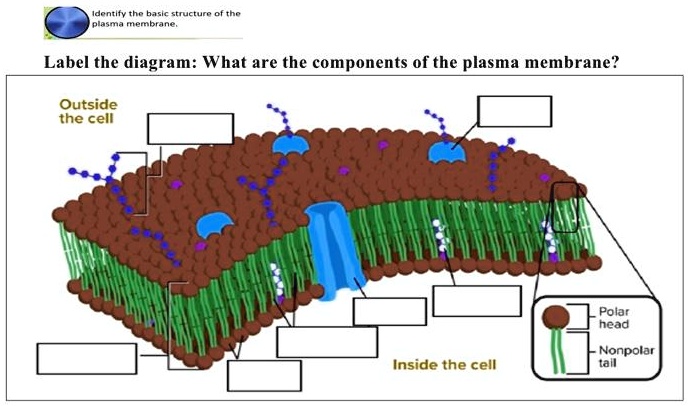SOLVED: dentify the basic structure of the plasmamembrane, Label the ...