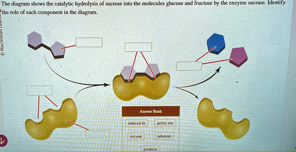 the diagram shows the catalytic hydrolysis of sucrose into the ...