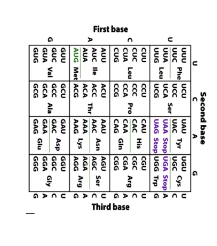 SOLVED: If an mRNA strand has the sequence: 5â€™ AUG CGC GGU AAU GAU ...