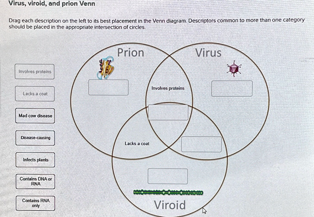 virus viroid and prion venn drag each description on the left to its ...