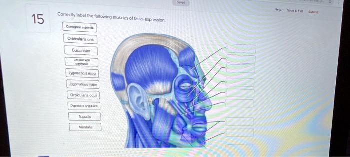 15 Correctly label the following muscles of facial expression ...