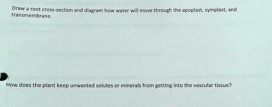 Draw a root cross section and diagram how water will move...