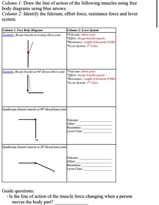 [GET ANSWER] Column 1: Draw the line of action of the following muscles ...