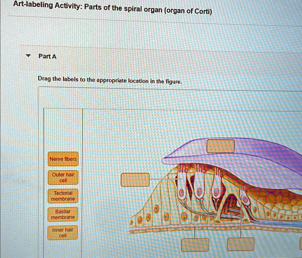 Art-labeling Activity: Parts of the spiral organ (organ of Corti ...