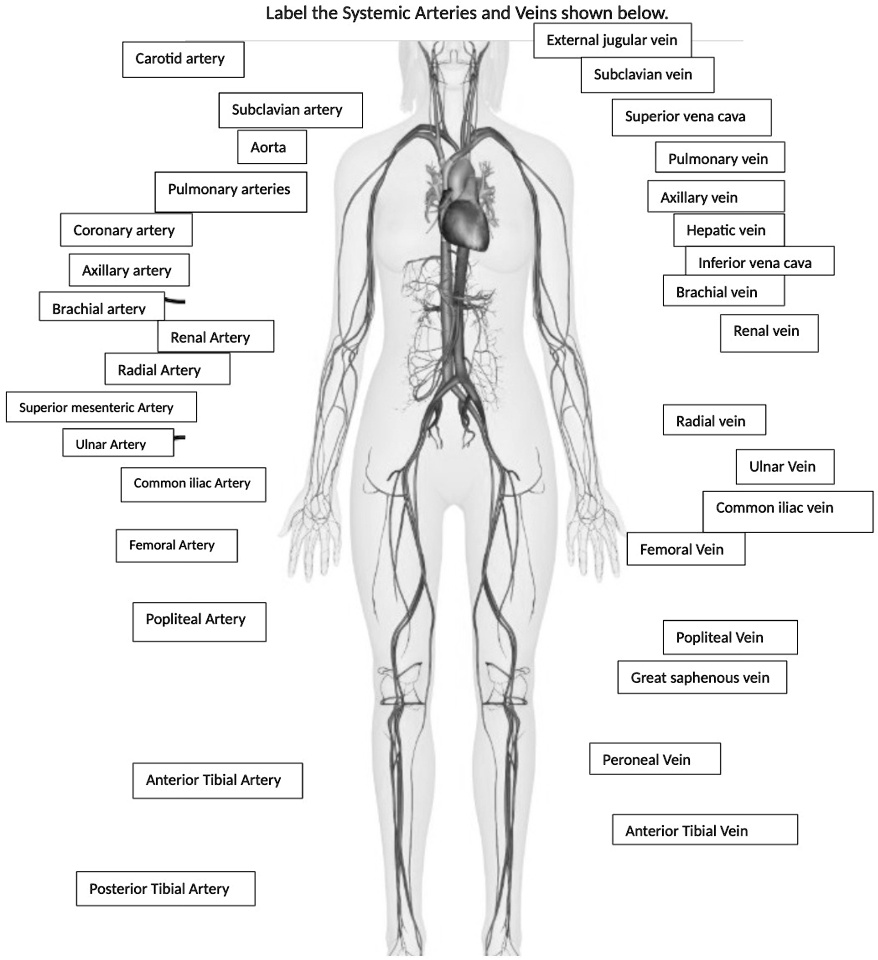 SOLVED: 'where exactly are these located? Label the Systemic Arteries ...