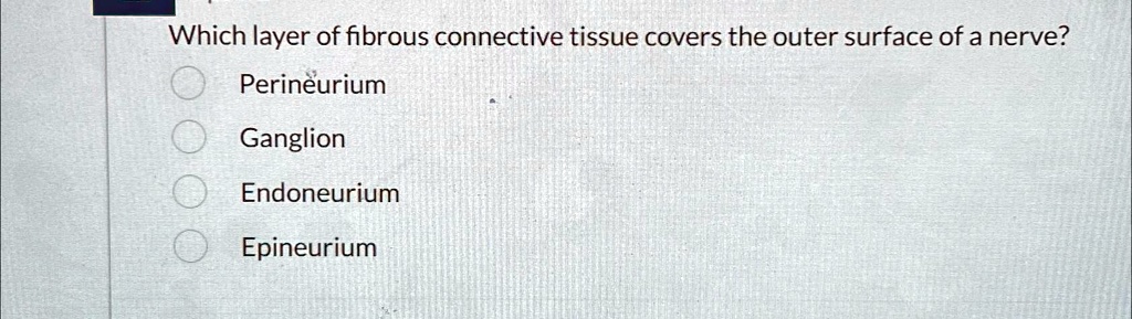 Which layer of fibrous connective tissue covers the outer surface of a ...