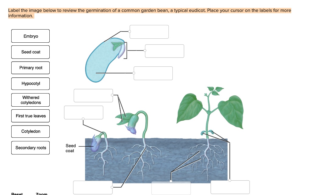 label the image below to review the germination of common garden bean ...