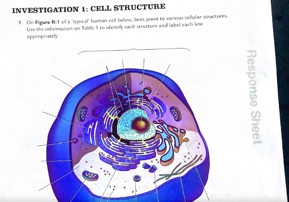 SOLVED:INVESTIGATION 1: CELL STRUCTURE typical" human cell below; lines ...