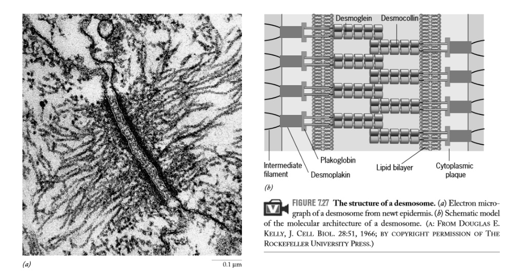 SOLVED: Desmoglein Desmocollin" Plakoglobin Intermediate filament ...
