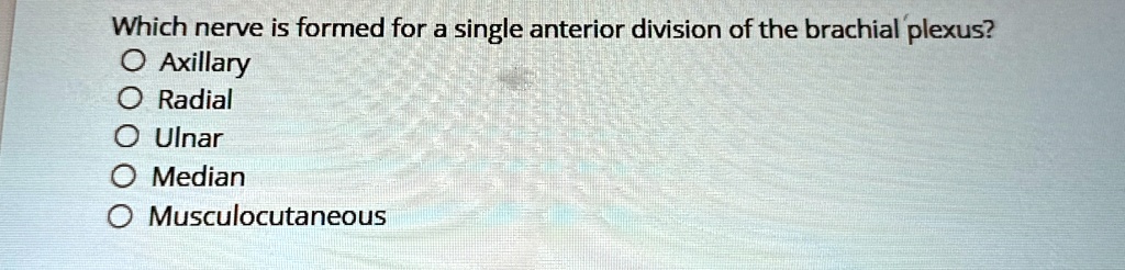 which nerve is formed for a single anterior division of the brachial ...