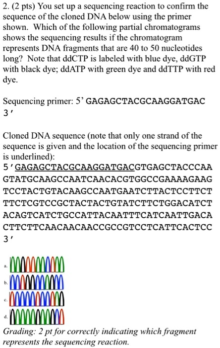 SOLVED: 2. (2 pts) You set up a sequencing reaction to confirm the ...