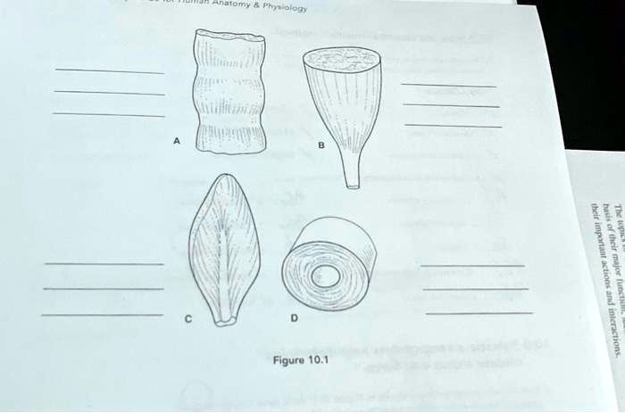 Anatomy Physiology The Structure of the Human Body Figure 10.1