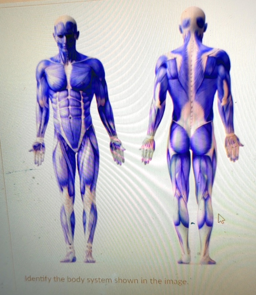 ldentify the body system shown in the image identify the body system ... ldentify the body system shown in the image identify the body system ...
