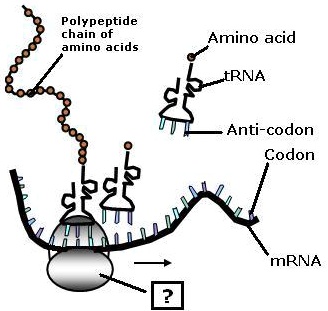 Polypeptide chain of amino acids Amino acid tRNA Anti-codon Codon mRNA