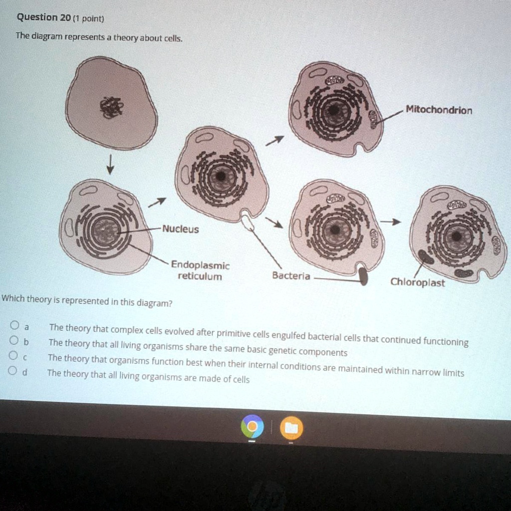 SOLVED: "Which theory is represented in this diagram? The theory that complex cells evolved ...