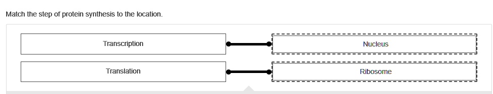 SOLVED: Match the step of protein synthesis to the location. Match the step of protein synthesis ...