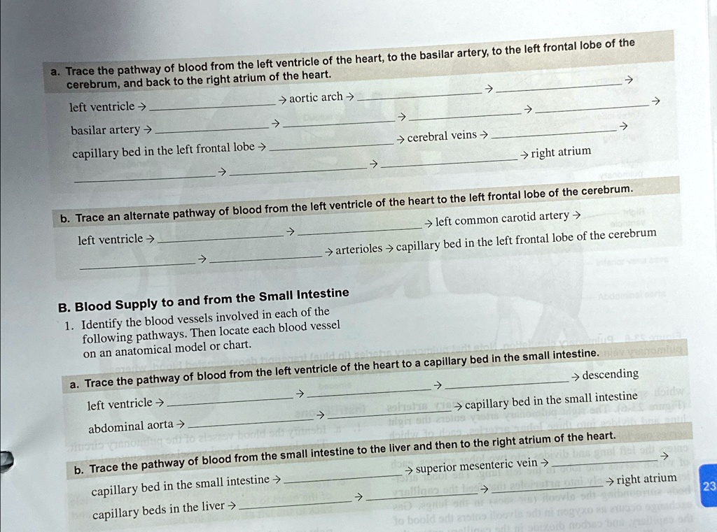 a trace the pathway of blood from the left ventricle of the heart to ...