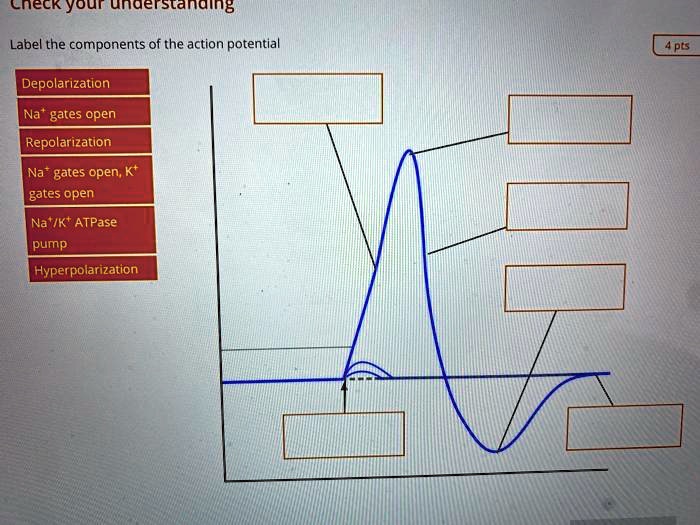 SOLVED:Cneck youi unueislanuing Label the components of the action ...