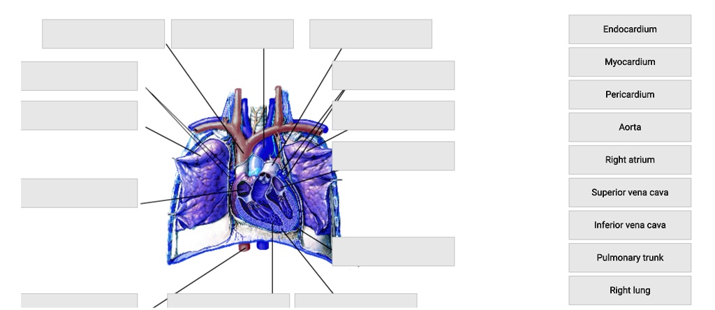 SOLVED: Endocardium Myocardium Pericardium Aorta Right atrium Superior ...